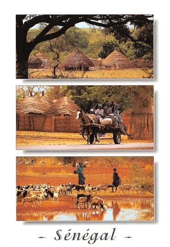 SENEGAL CASES | eBay