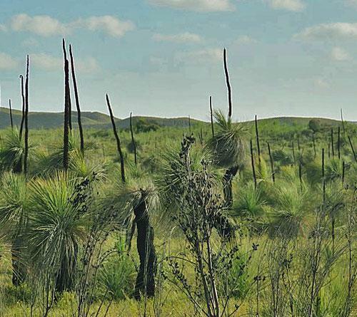 Xanthorrhoea preissii | Balga | Western Australian Grass Tree | 10 ...