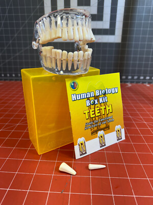 TEETH 3D Model Science and Nature Series Human Biology Box Model | eBay