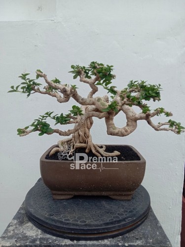 Premna Microphylla Extremely Split Trunk Style Actual Bonsai Tree ...