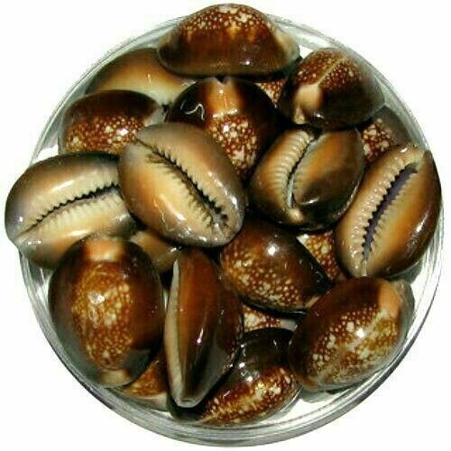 Laxmi Lakshmi Kauri Kaudi Marron 11 Pièces Pour Richesse Et Prosperité ...