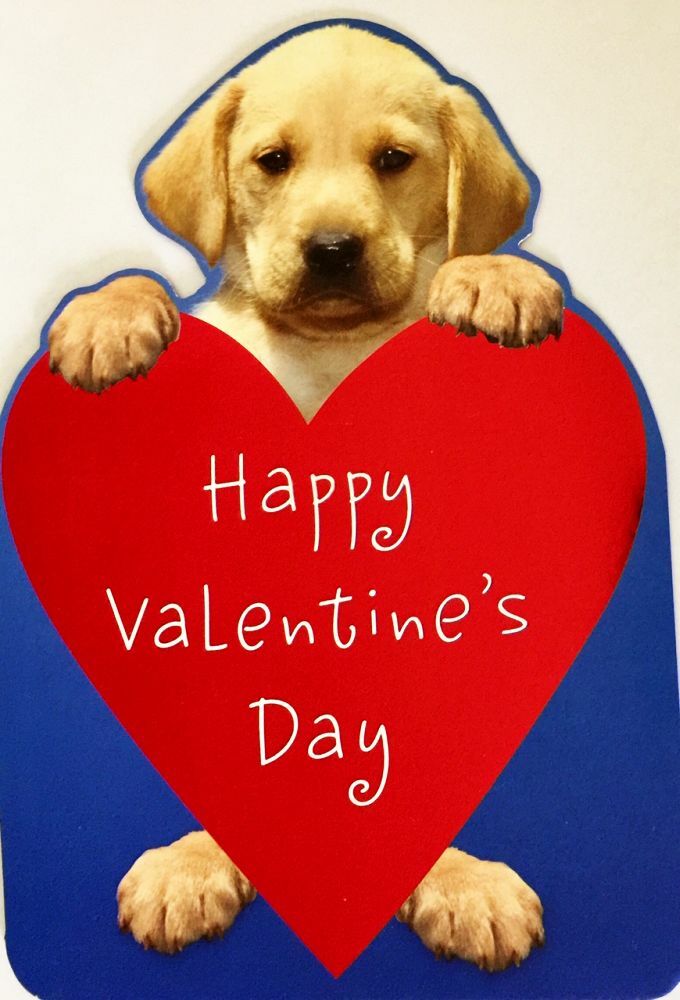 Cute Happy Valentines Day Puppy
