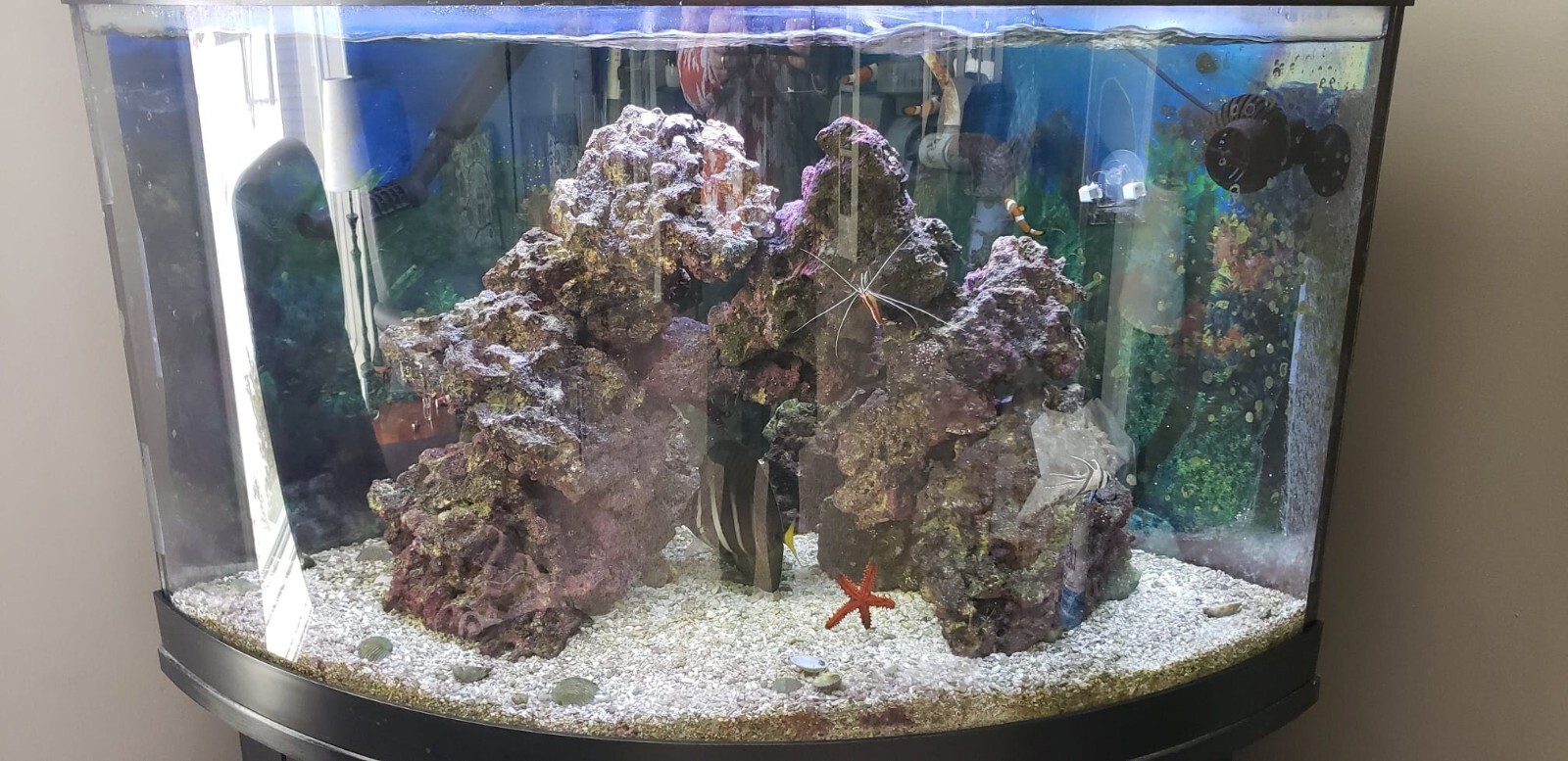 55 Gallon Corner Tank + Awesome Extras! | eBay