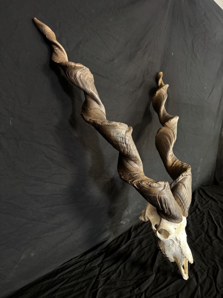 GIANT Markor Bighorn Sheep ram reproduction Horns Antler Deer Antlers ...