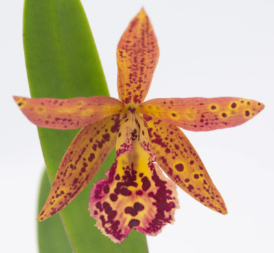 Blc.Rustic Spots "H&R" 4 inch pot flowering size 35$ | eBay