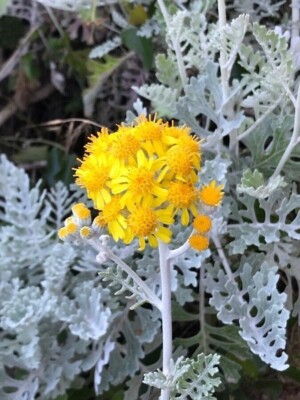 Silver Groundsel - Dusty Miller - Jacobaea maritima - 50+ seeds - Samen ...