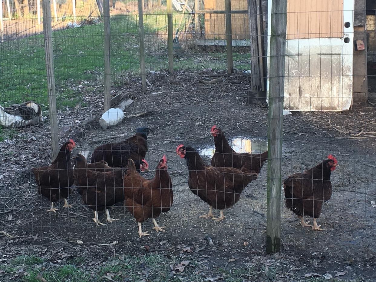 6 Rhode Island Reds Hatching Eggs | eBay