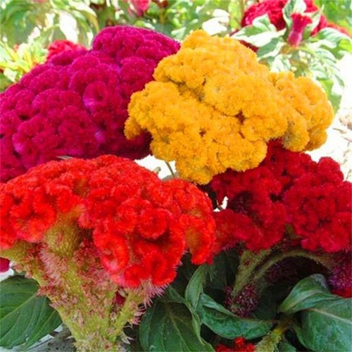 50pcs/pack Mixed Cockscomb Flower Seeds Sowable For Courtyard Garden ...
