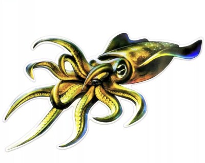 Reflective Squid Decal 20cm x 13cm Esky Boat Car Sticker Fishing | eBay ...