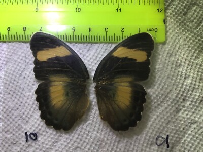 UAE 01 A+/ A Euphaedra phaethusa ?? Nymphalidae Butterfly of Africa | eBay