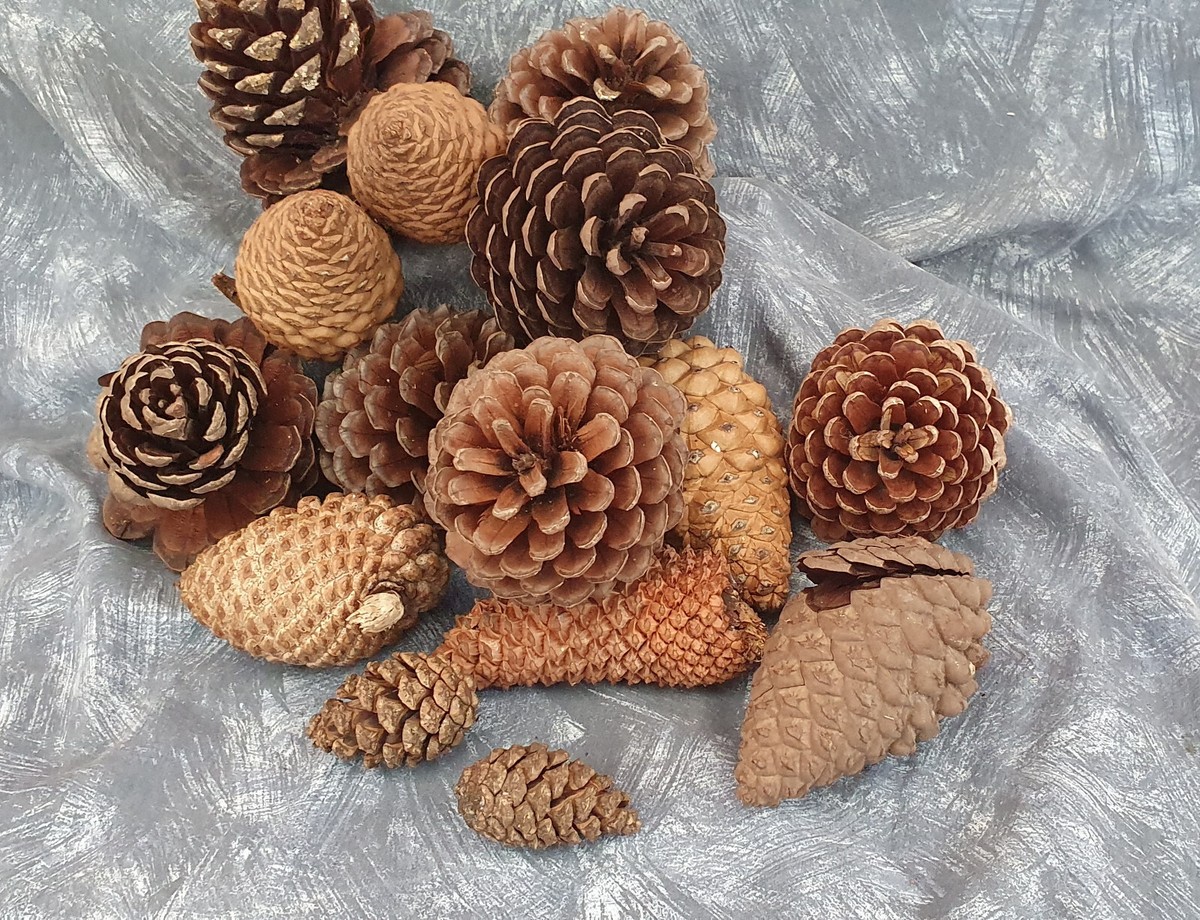 Jumbo Pine Cones For Crafts Giant Pine Cones