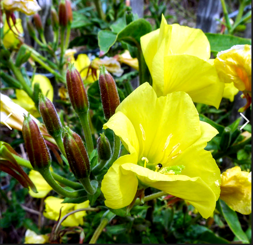 100 X EVENING PRIMROSE SEEDS-WILDFLOWERS-MEDICINAL-COTTAGE HERBAL TEA ...