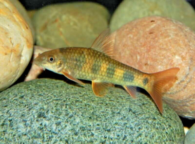 1 x Spotted Garra Garra Spilota Algae Eater tropical fish | eBay