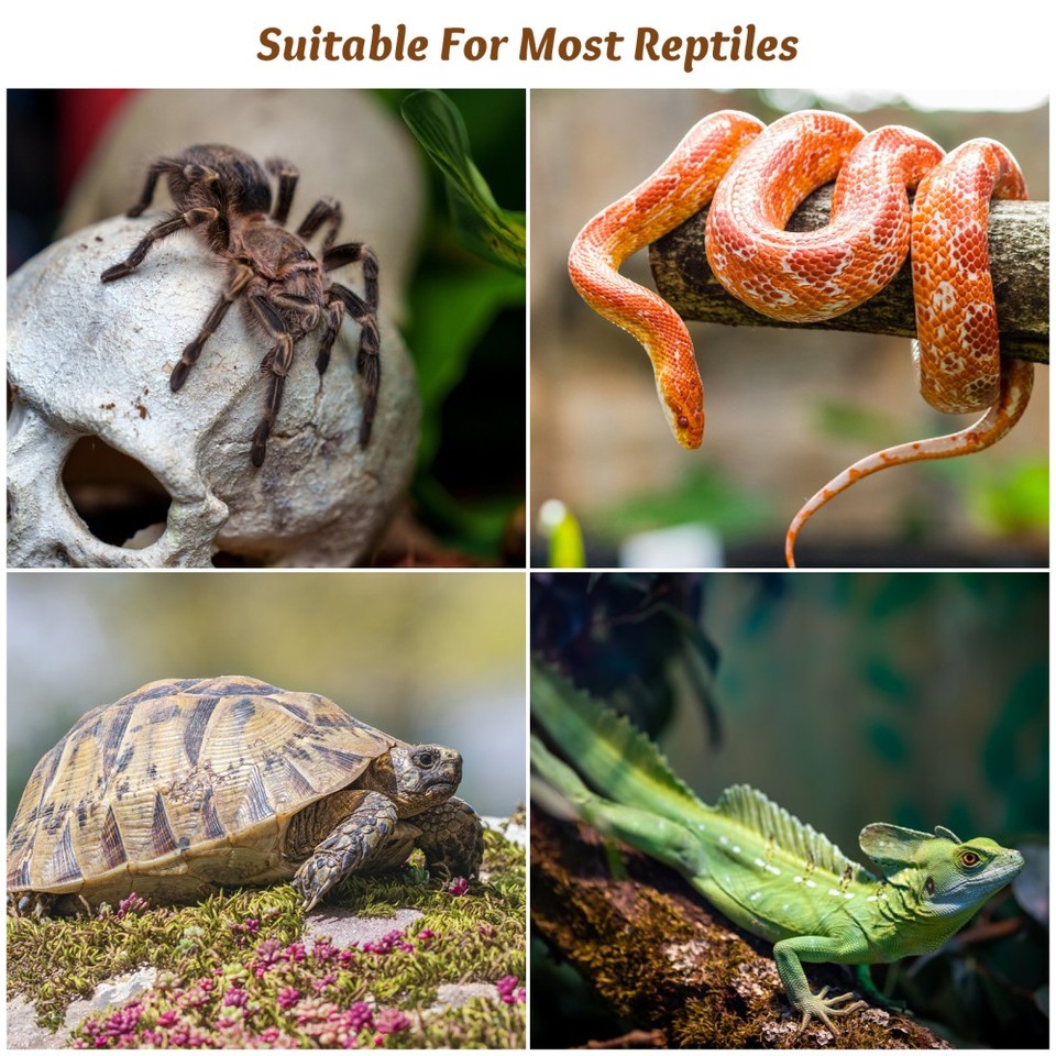 Set of 2 Tank Locks Reptile Anti-escape Baby Terrarium Clip for ...