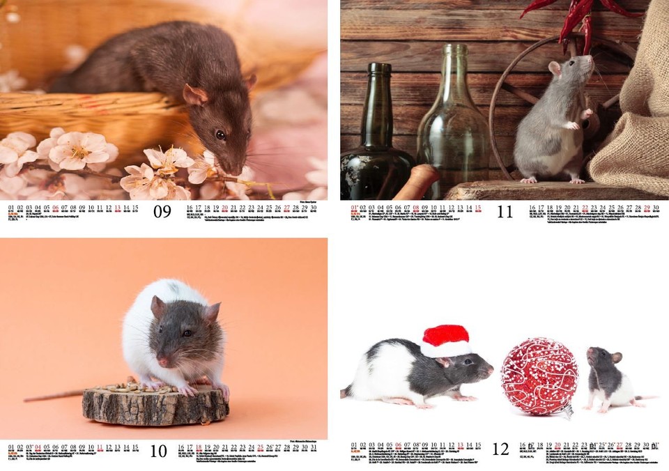 Rattenzauber DIN A4 Kalender für 2026 Ratten - Seelenzauber | eBay