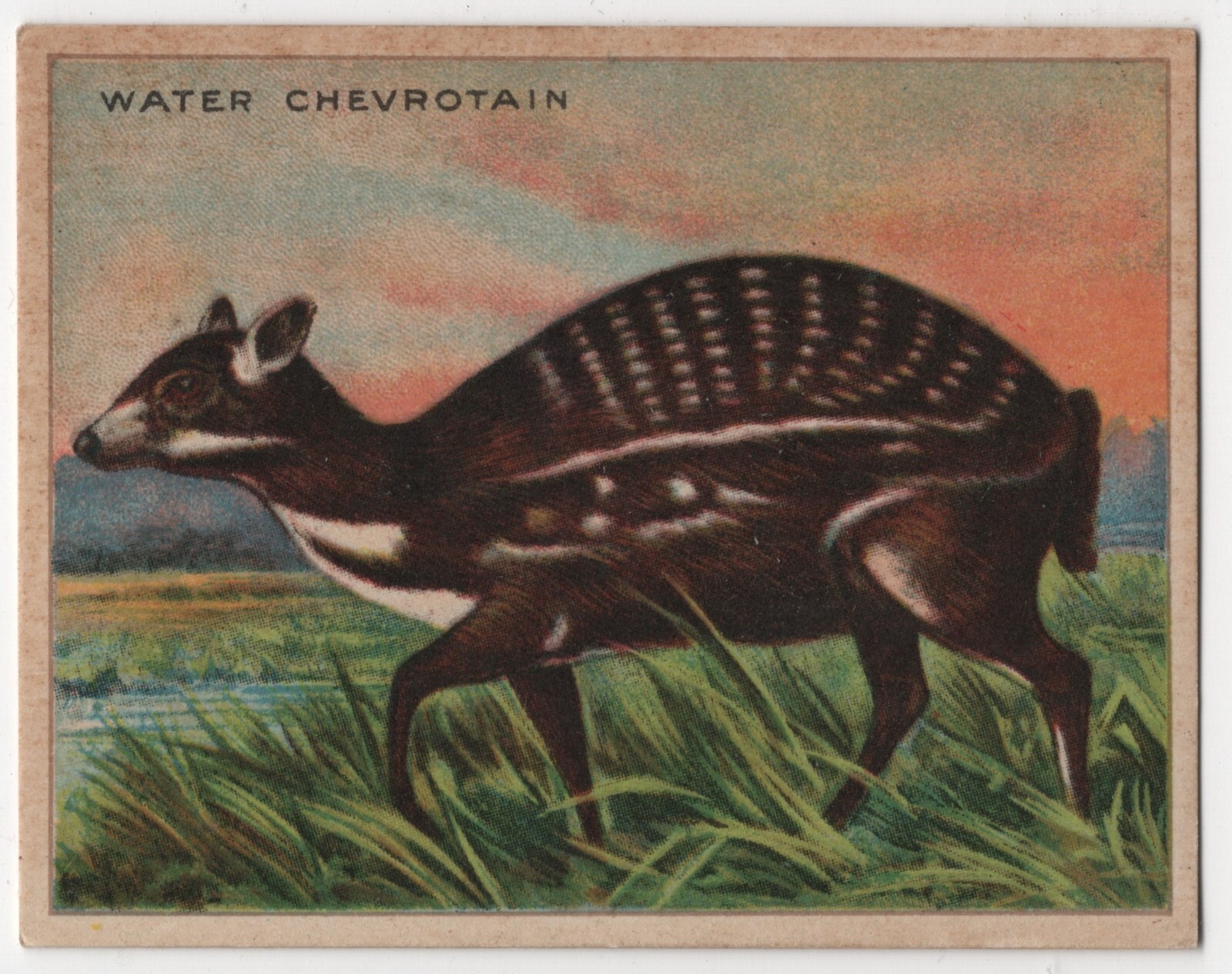 1925 Water Chevrotain Trading Card FC1 Harry Horne Jelly Animals Like ...