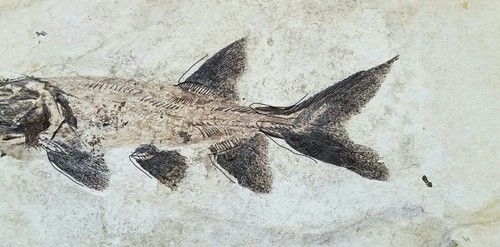Paddlefish Fossil (Crossopholis) 21.5" "Green River Formation" PRICED ...