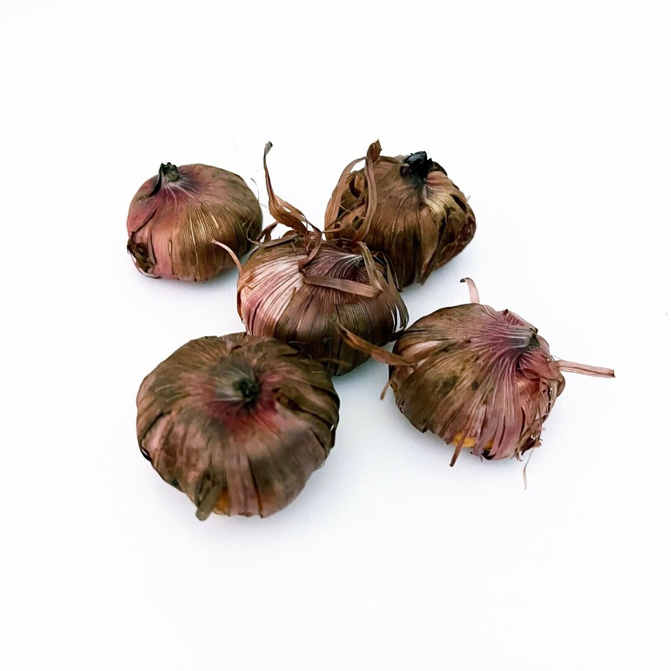 5pc Vista -PASSOS Bulbs | eBay