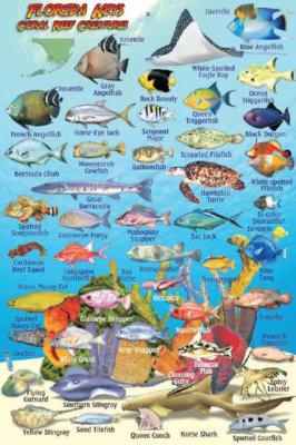 Florida Keys Reef Creatures Guide Waterproof Fish Identification Card 4 ...