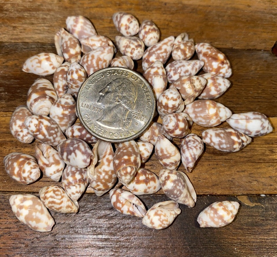 50 Lot Hawaiian Miter Sea Shell From Big Island Hawaii Perfect For ...