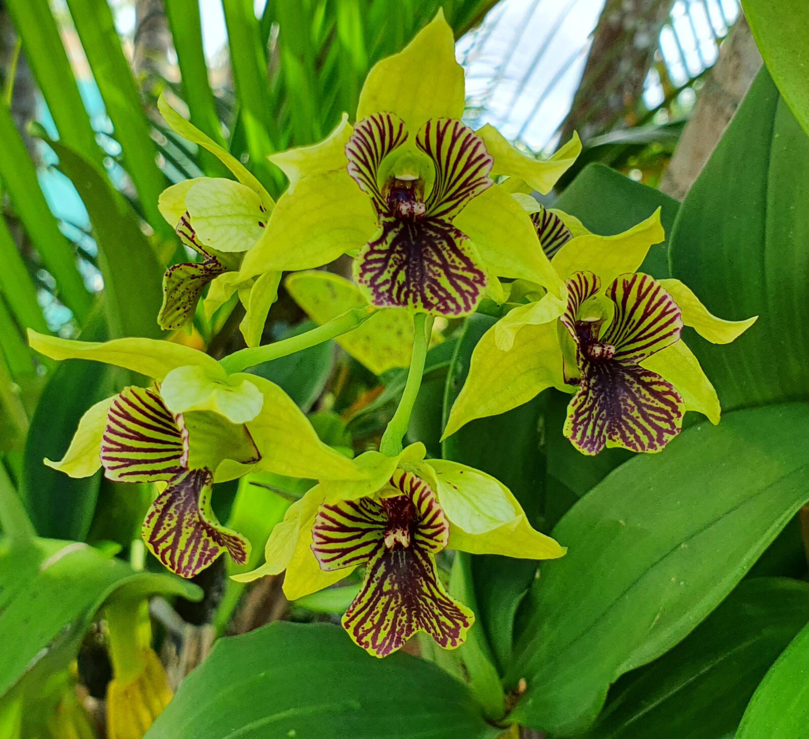 Dendrobium orchid care >> Orchids-care.info