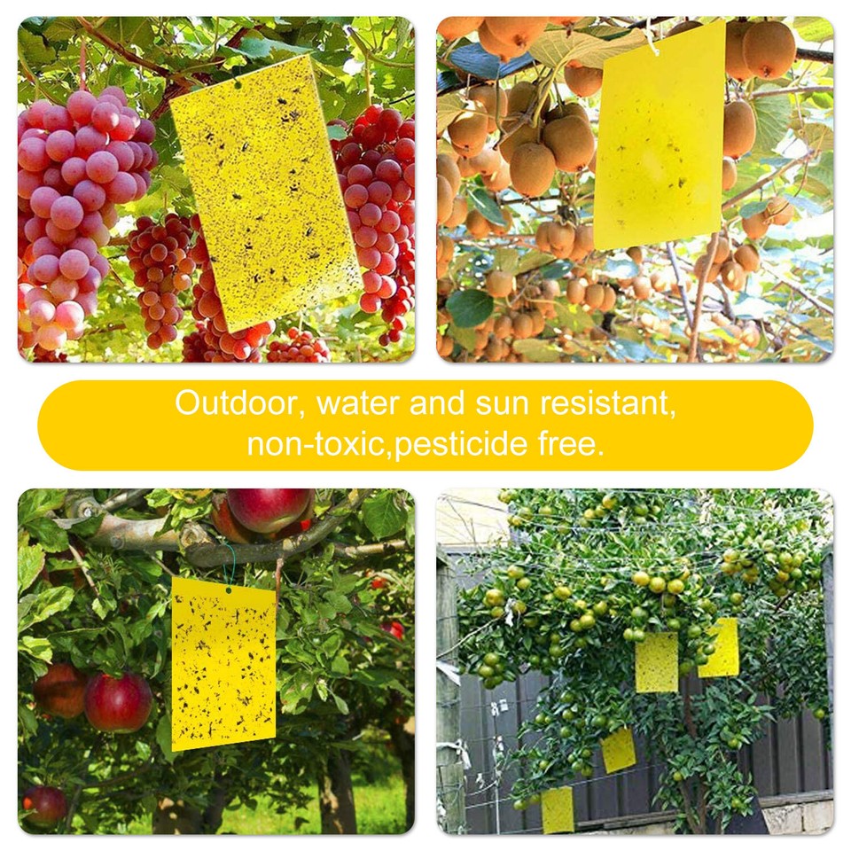 Sticky Fly Glue Trap Yellow Paper Trap Fruit Flies Insect Mosquitoes ...