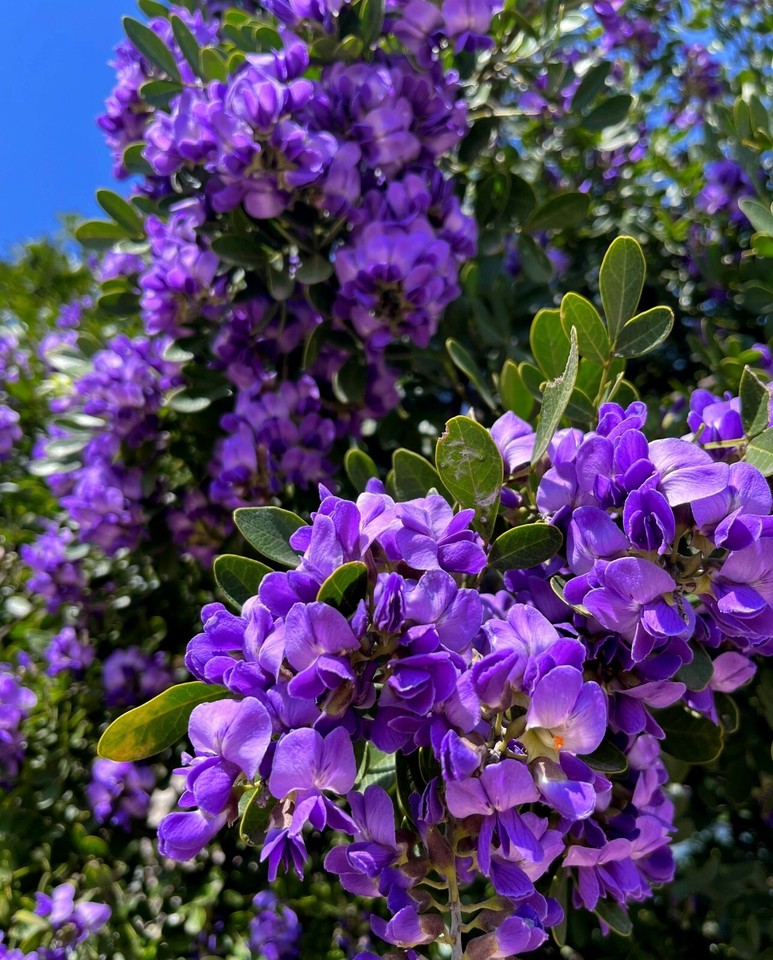TEXAS MOUNTAIN LAUREL FLOWER TREE SEEDS (Sophora Secundiflora) Mescal ...