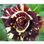 100 Rare Black Dragon Rose Fresh Seeds, Exotic Home Garden Flower Plant ...