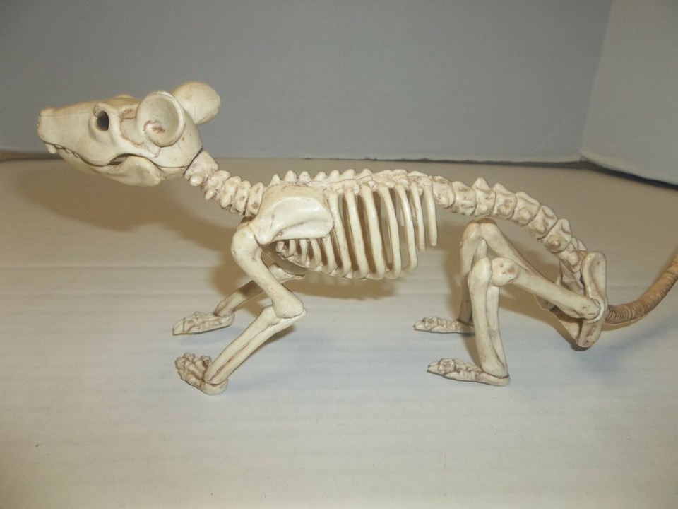 Plastic Rat Skeleton Halloween Decor Head Turns Mouth Opens 8" Body | eBay