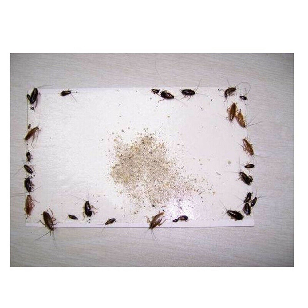 Cockroach Plate Paper Cockroach Sticker For Home | eBay