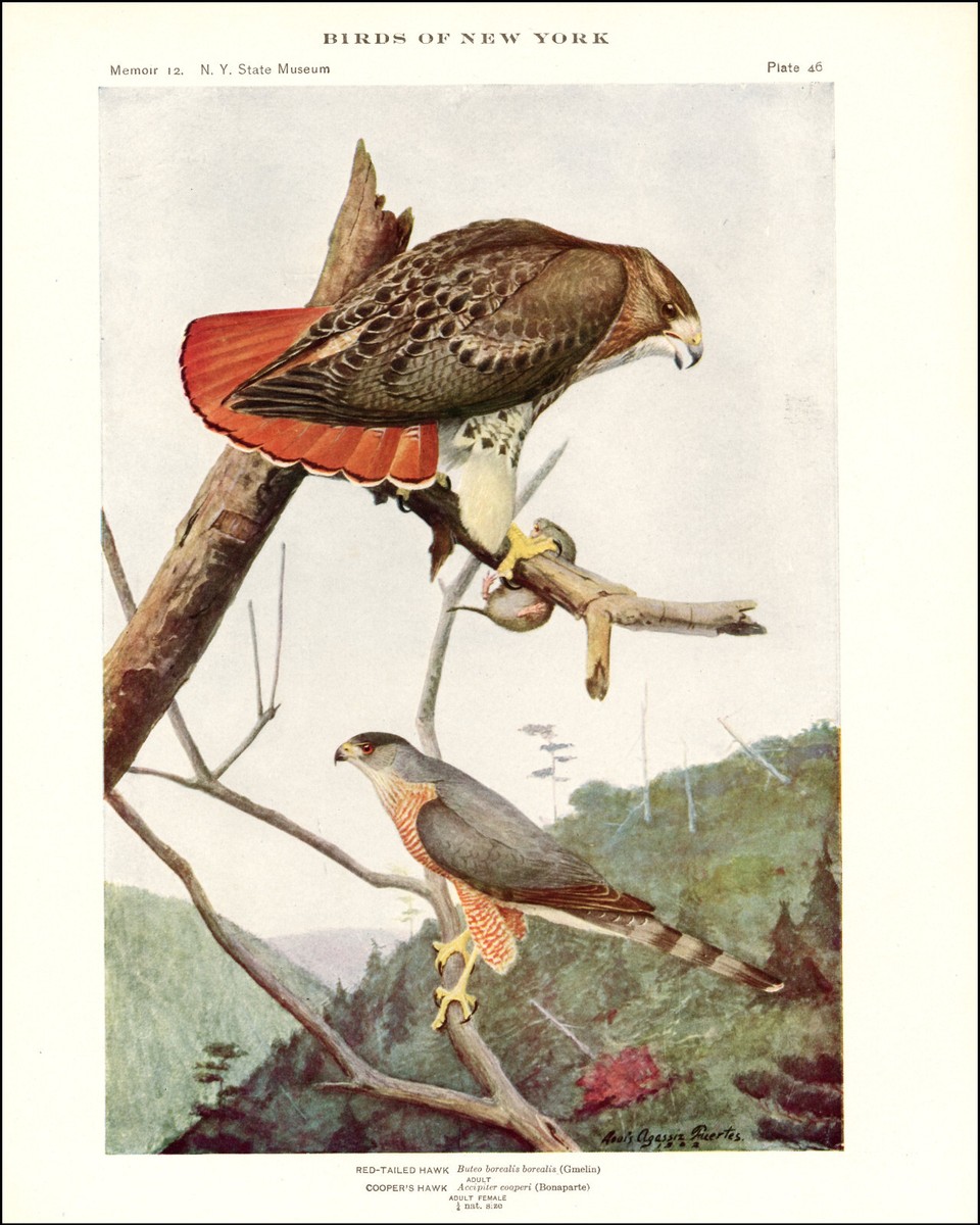 Red Tailed Hawk Painting