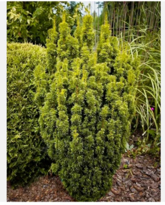 Taxus baccata David Column Yew Evergreen Plant Perennial 1 x 5 Litre ...
