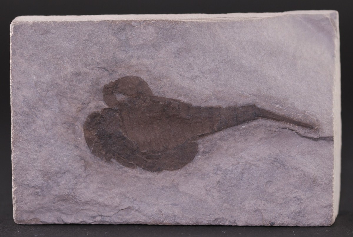 Small Fossil Eurypterid