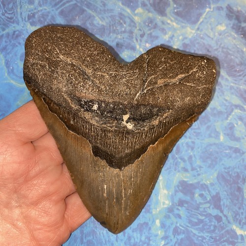 MEGALODON SHARK TOOTH 5.22” HUGE TEETH MEG SCUBA DIVER DIRECT FOSSIL NC ...