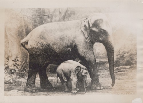 Barnum & Bailey RBBB Hebe & Columbia First Elephants PA 1880 - c1900 ...