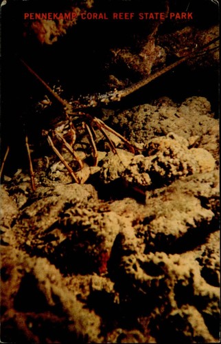 Key Largo FL lobster in Pennekamp Coral Reef State Park mailed 1965 ...
