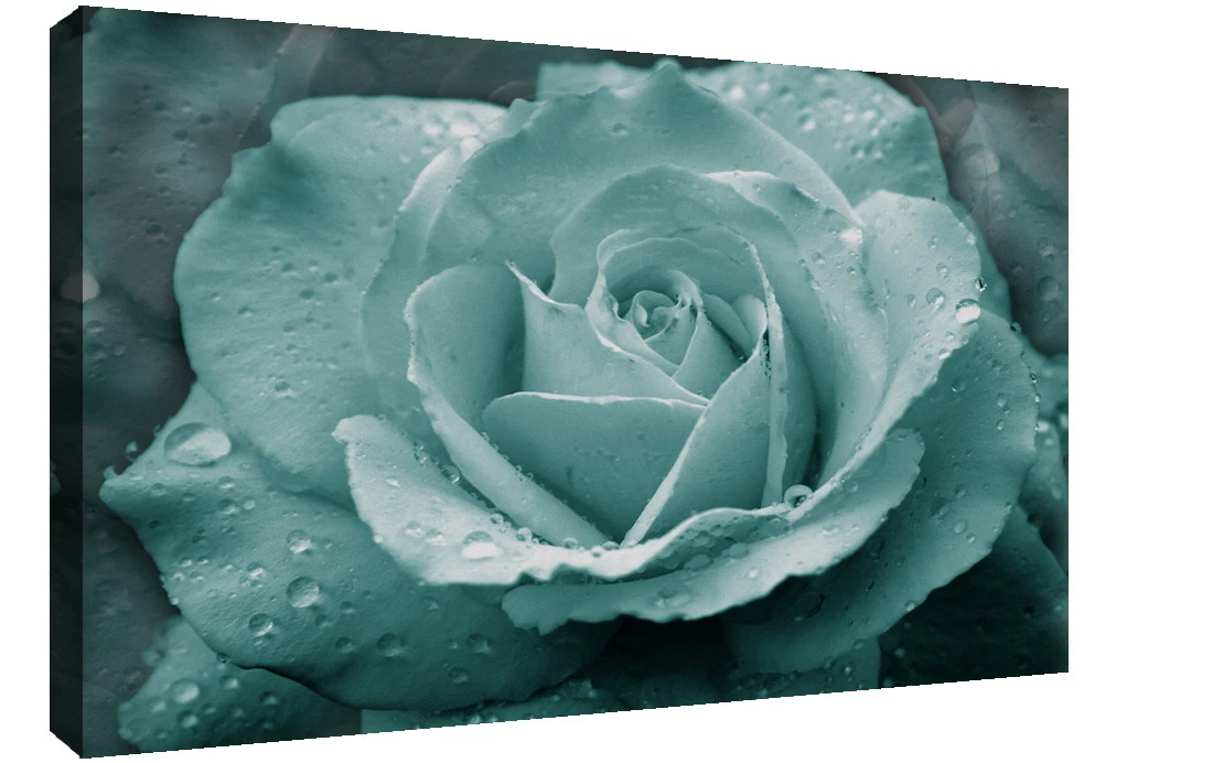 Blue Rose With Raindrops