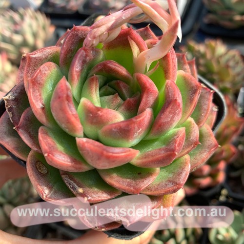 Echeveria Alba Jelly 阿尔巴果冻 - Succulents Delight plant | eBay Australia