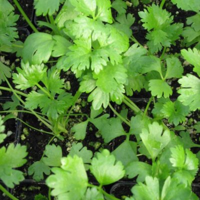 Sedano tagliato - Apium graveolens - verde scuro Amsterdam 25+ semi R ...