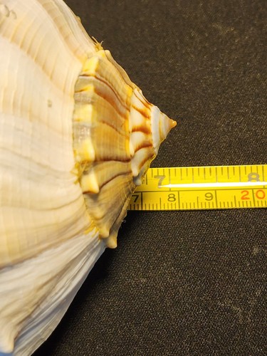 Large Whelk Conch 11" + Set Of Seashells Rare Big Ocean Sea Shell ...