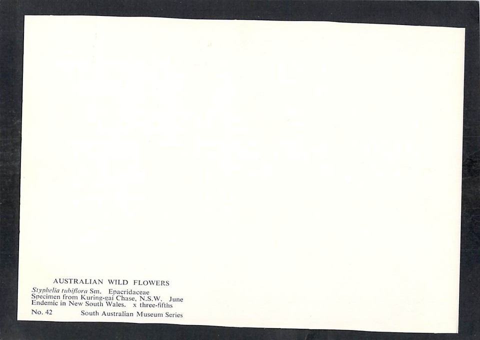 D7173 Australia NSW Wildflower Alison Ashby Artist postcard | eBay