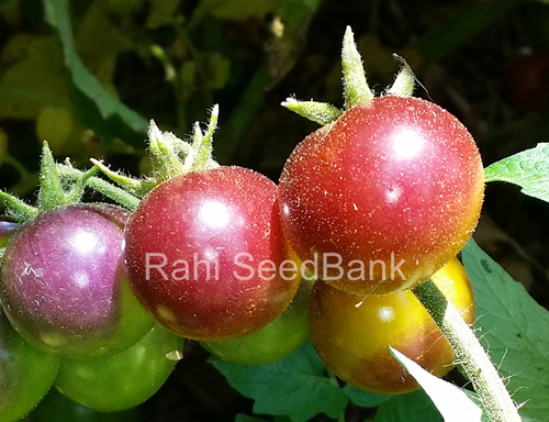 Blue Gold Berries Tomato - The Most Stunning & Exceptionally Colourful ...