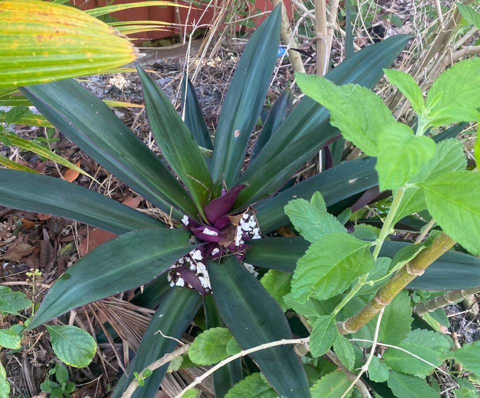 10 Organic Purple Rhoeo Leaves/Boule De Mas/Bouldimas FRESH LEAVES | eBay