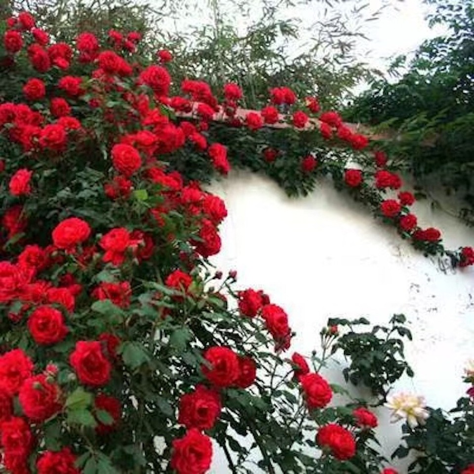 20 SEEDS for Crimson Red RARE CLIMBER climbing Rose bud flower exotic ...