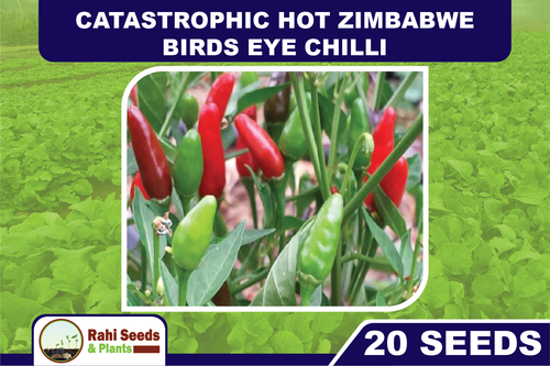 Catastrophic Hot Zimbabwe Birds Eye Chilli - 20 Seeds | eBay Australia