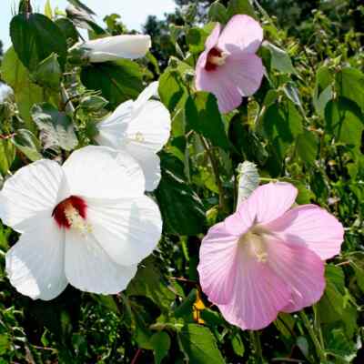 Swamp Rose Mallow - Plug-Grown Seedlings (5-Pack) | eBay