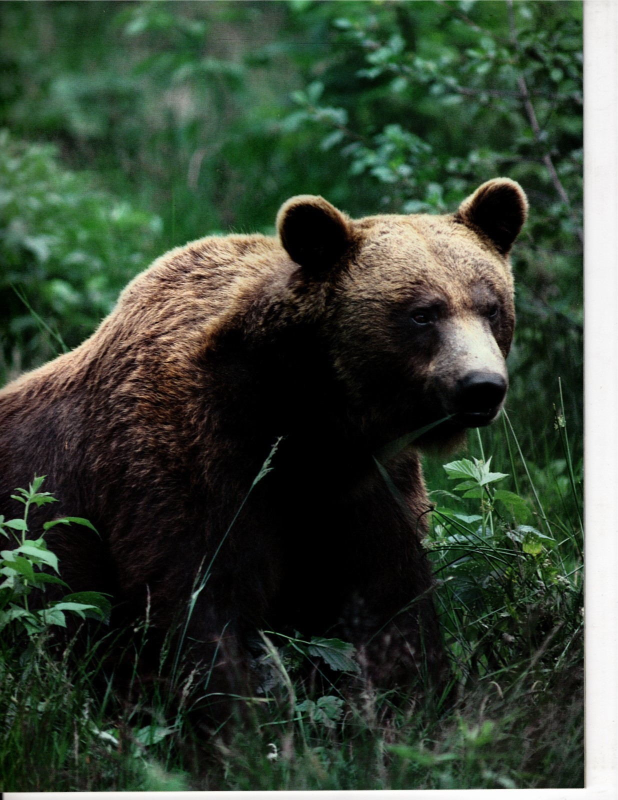 International Wildlife - 1989, Jan - Feb- French Bears, Impalas *BC3 | eBay