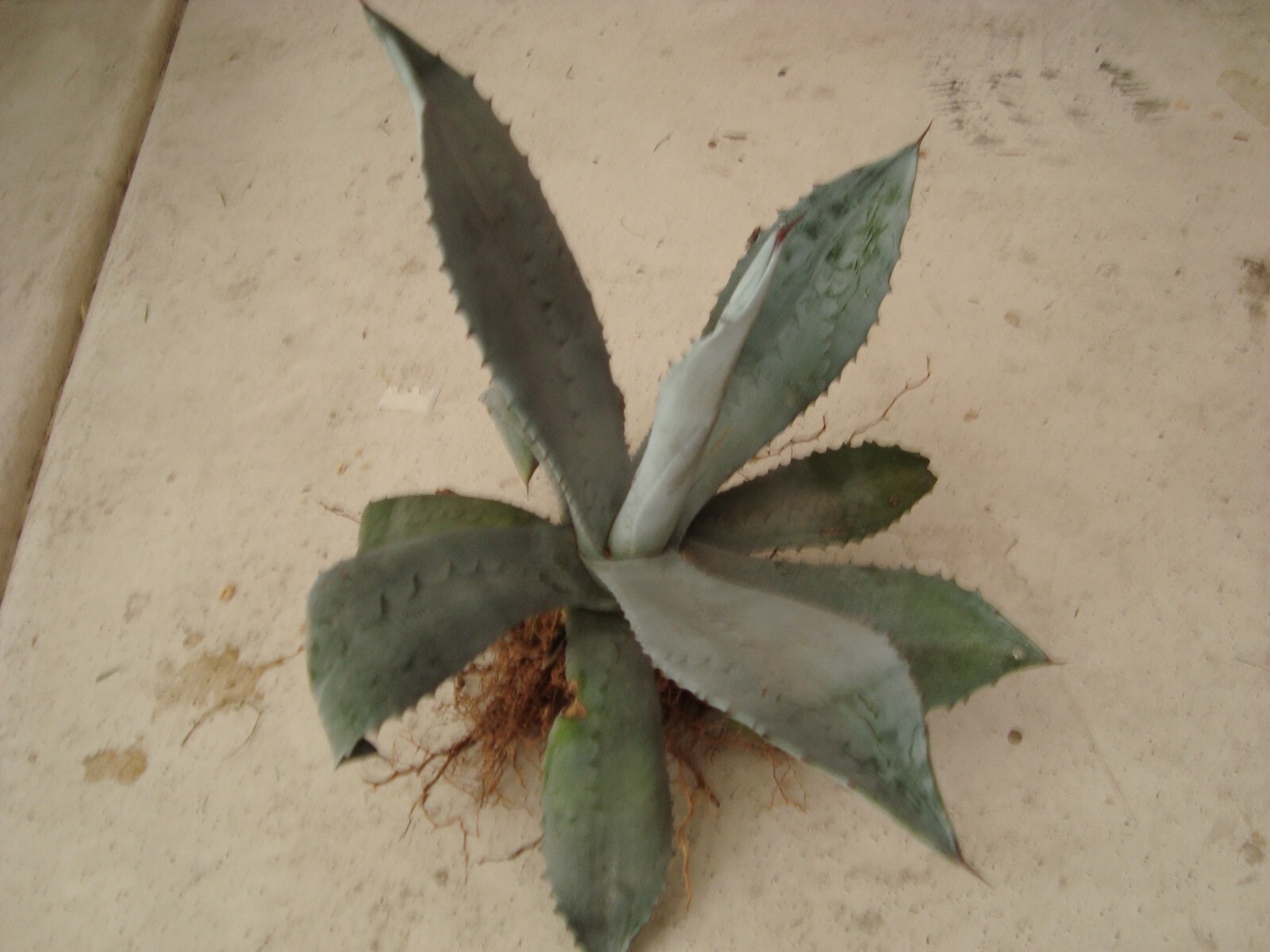 Agave Americana Blue Century Plant Pup Sprout for sale. Grows Huge ...