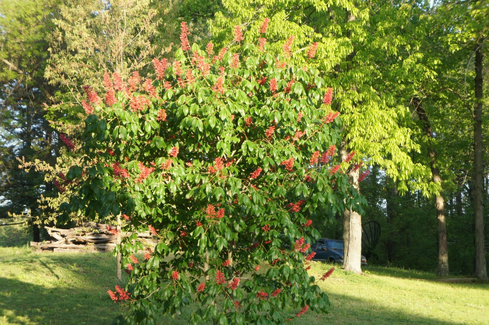 Dwarf Red Buckeye tree (1) in container 4-6" (with free Orange tree) | eBay