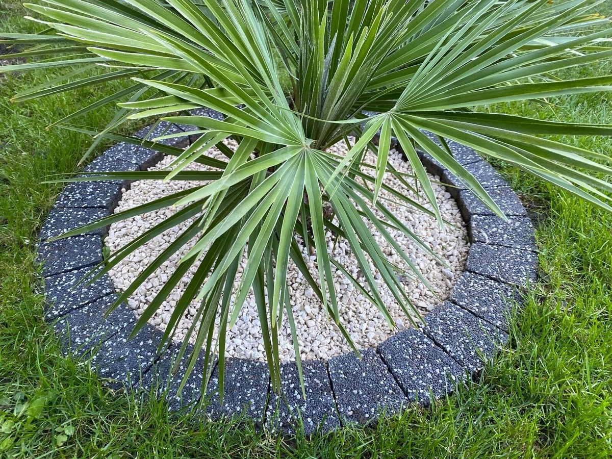 Cement Border For Trees